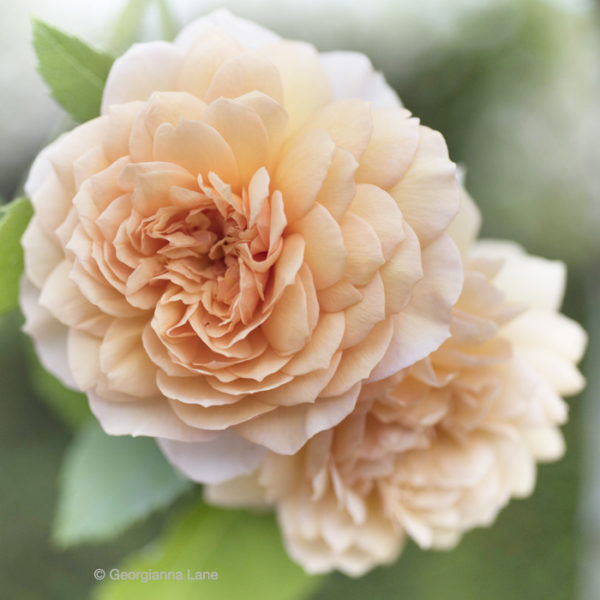 At the Home of David Austin English Roses
