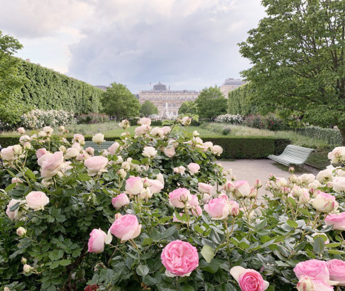Paris Roses at the Palais Royal