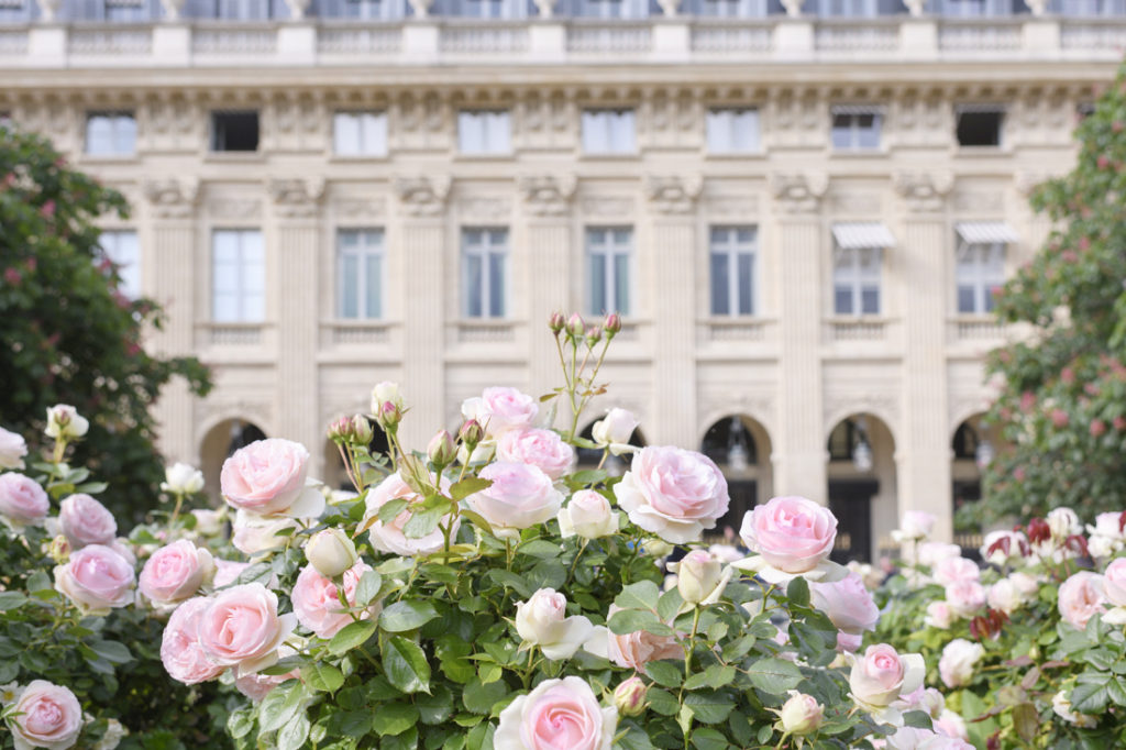 Paris Roses at the Palais Royal
