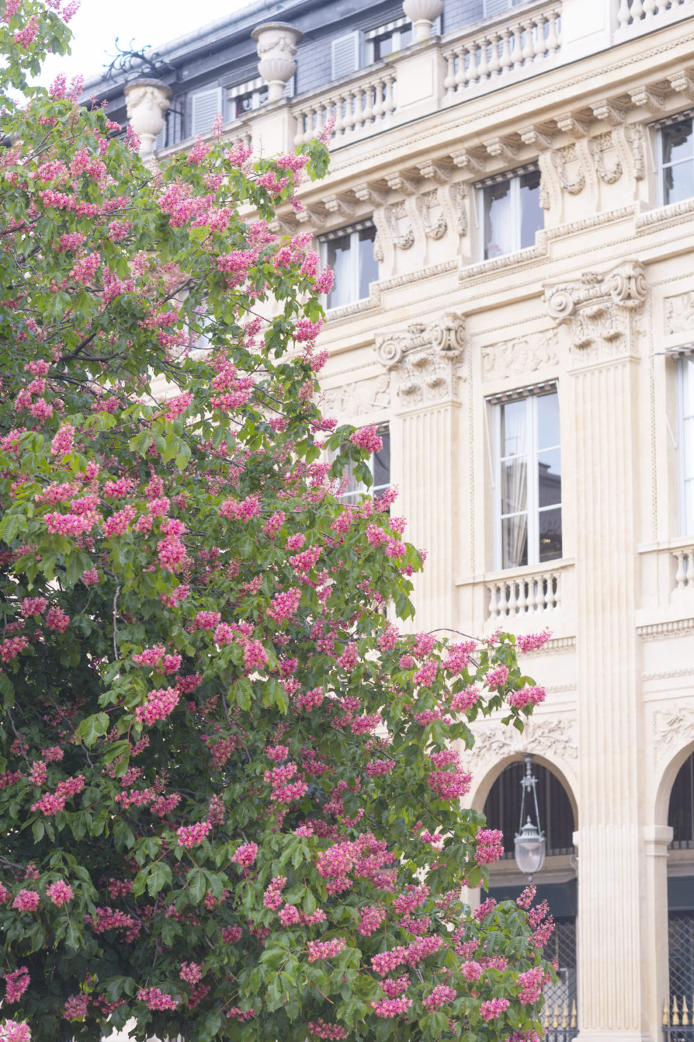 Chestnut Blossoms in Paris