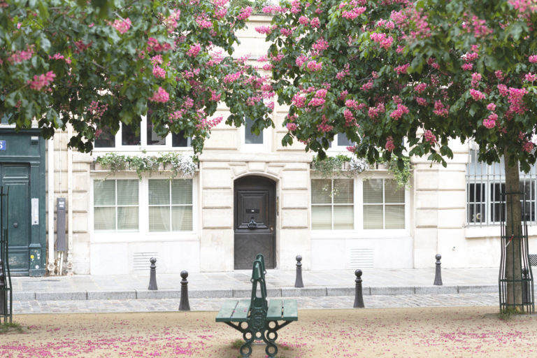 Chestnut Blossoms in Paris