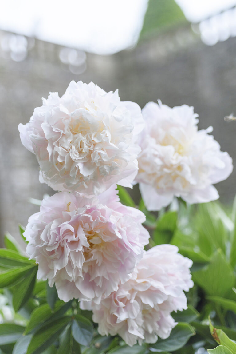 The Ultimate Peony Adventure