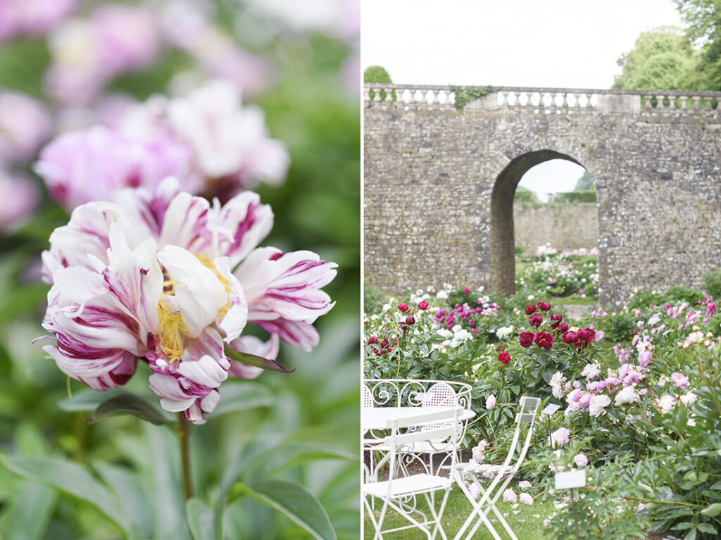 The Ultimate Peony Adventure