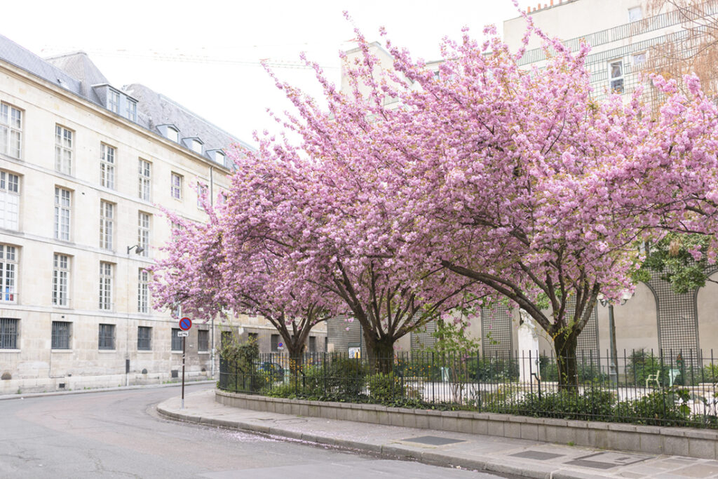 Square Gabriel-Pierné in Spring