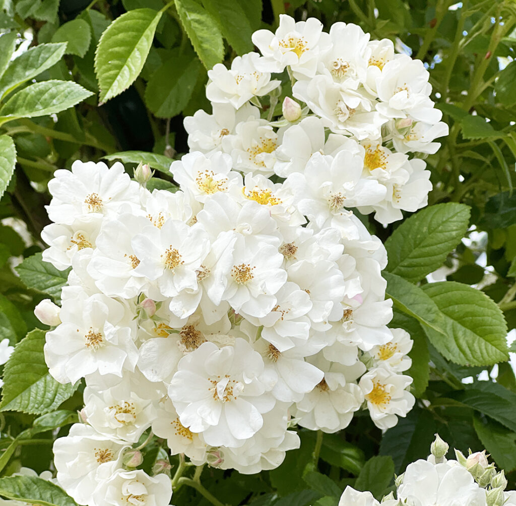Roseraie de l’Hay, a Gorgeous Paris Rose Garden